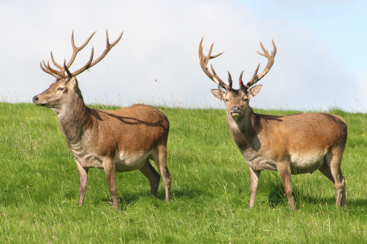 Red Deer - Irish Deer Society